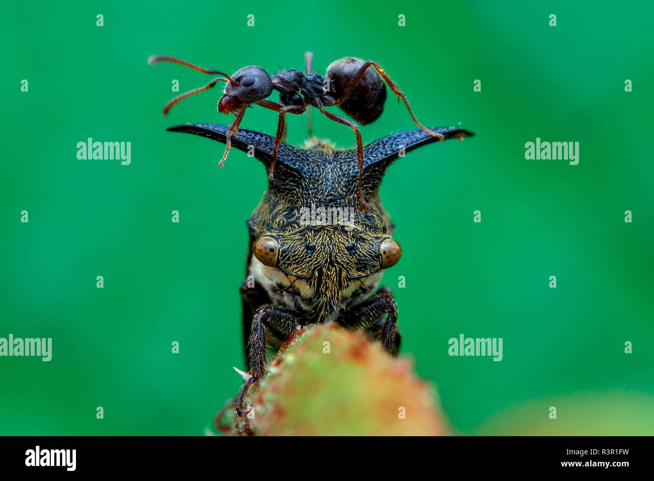 Horned treehopper leptocentrus sp hi-res stock photography and images ...
