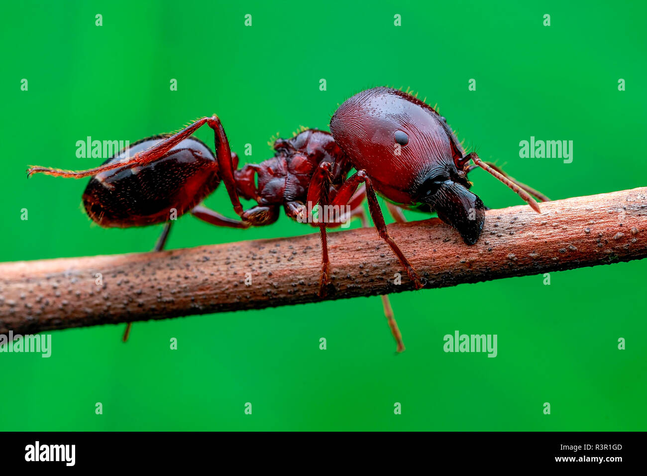 Ant major (Carebara diversa Stock Photo - Alamy