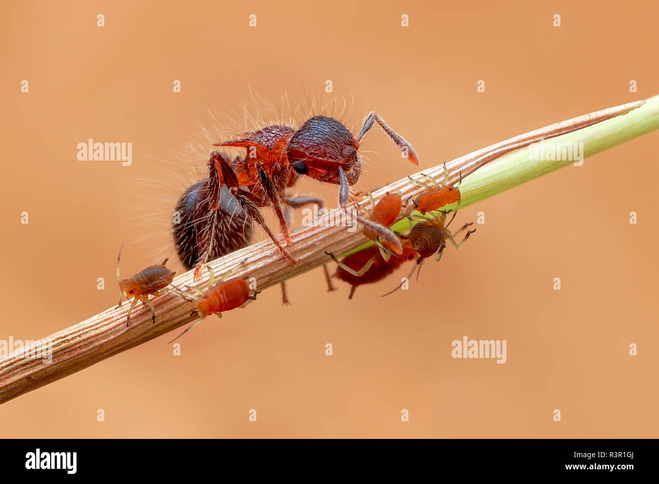 Ant (Meranoplus sp.) tending aphids (Aphidoidea) on grass chute Stock ...