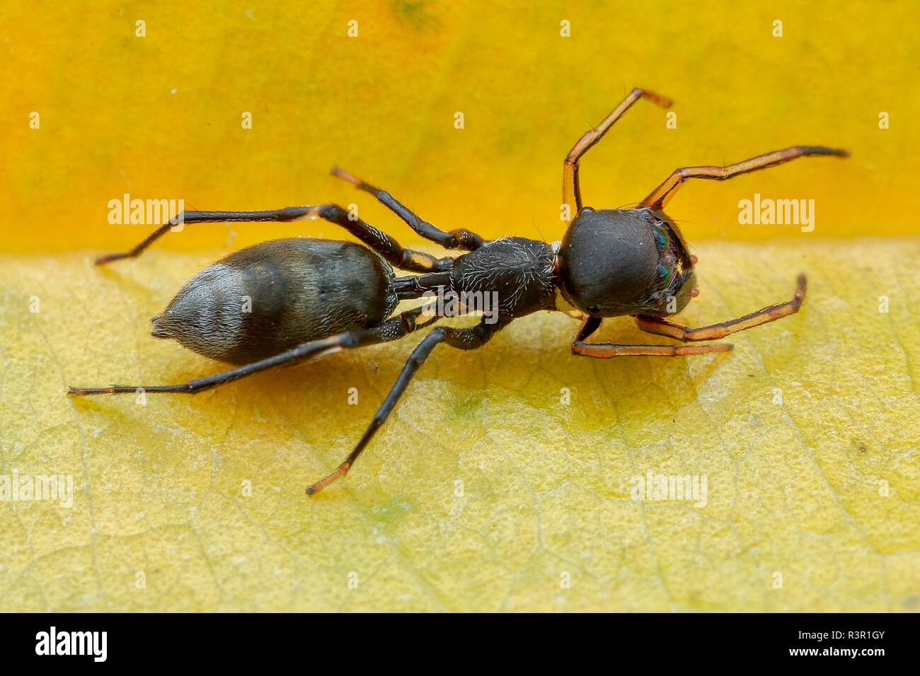High angle shot of a female ant-mimicking jumping spider (Myrmarachne ...