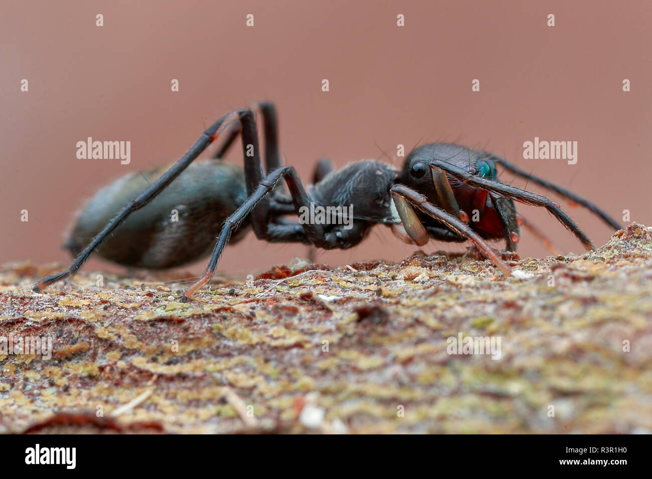 Profile shot of a female ant-mimicking jumping spider (Myrmarachne sp ...