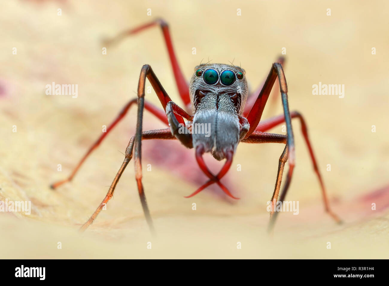 A male ant-mimicking jumping spider (Myrmarachne sp Stock Photo - Alamy