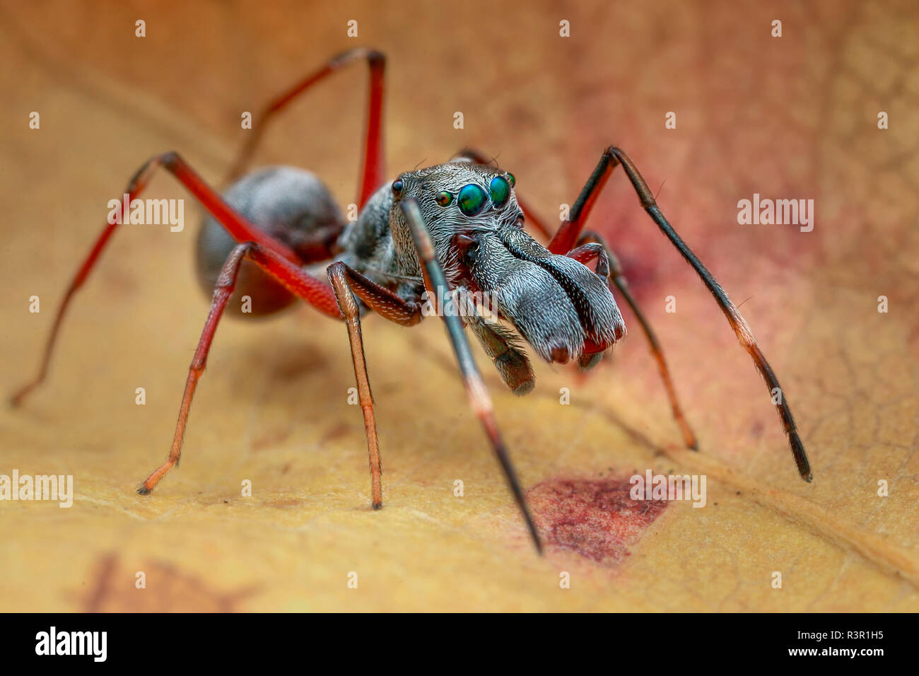A male ant-mimicking jumping spider (Myrmarachne sp Stock Photo - Alamy