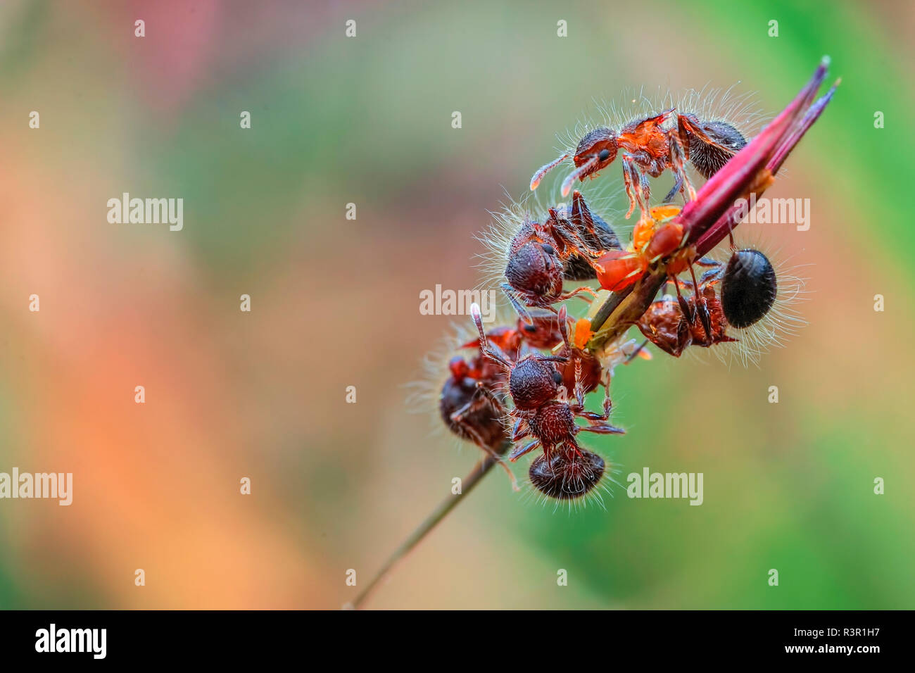 A group of ants (Meranoplus sp.) tending aphids (Aphidoidea) on grass ...