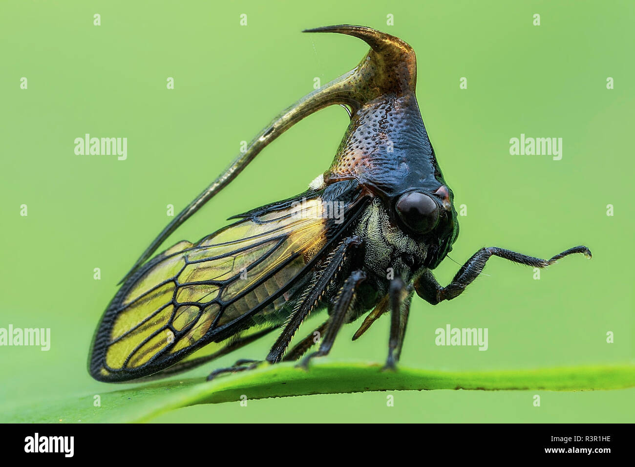 Adult treehopper hi-res stock photography and images - Alamy