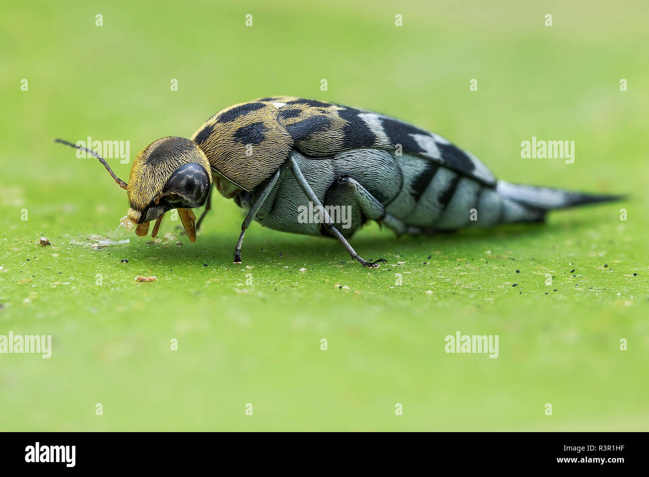 South east asia beetle hi-res stock photography and images - Alamy