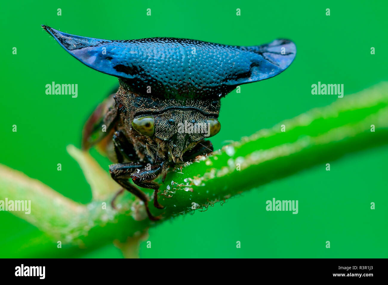 Horned treehopper (Centrotypus sp Stock Photo - Alamy