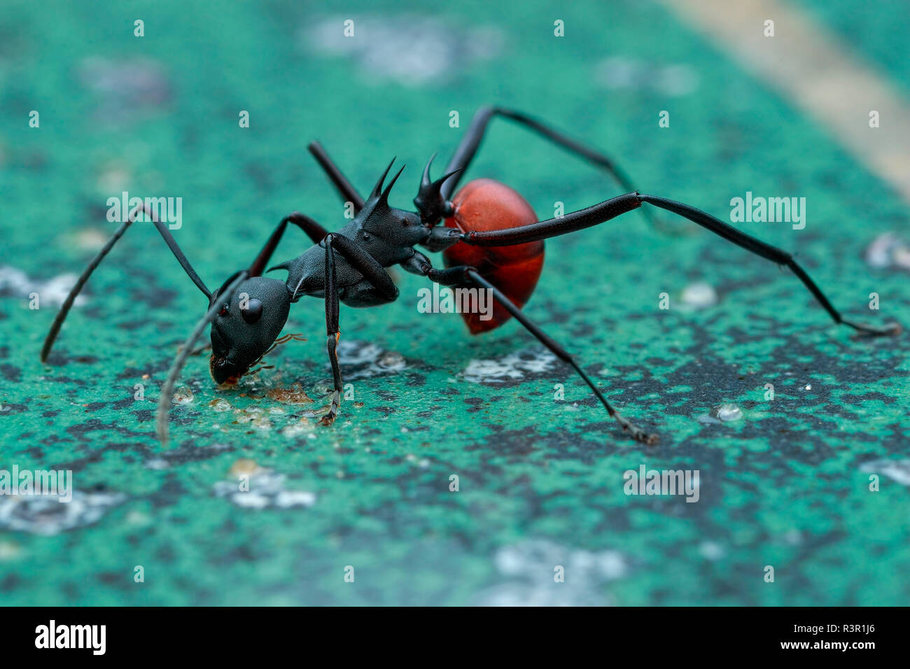 A spiny ant (Formicidae - Polyrhachis (Myrmhopla) abdominalis) licking ...