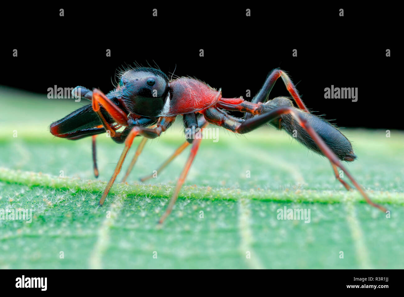 Profile shot of a male ant-mimicking jumping spider (Myrmarachne sp ...