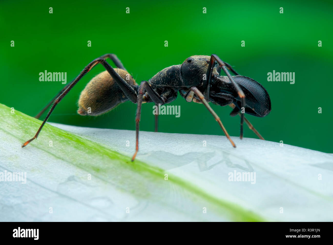 Profile shot of a male ant-mimicking jumping spider (Myrmarachne sp ...