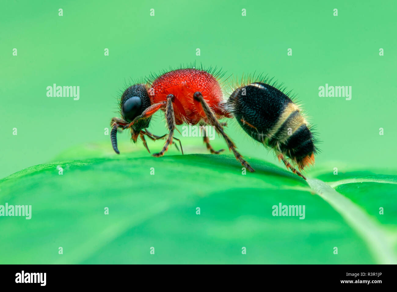 Profile shot of a velvet ant or female wingless wasp (Mutillidae ...