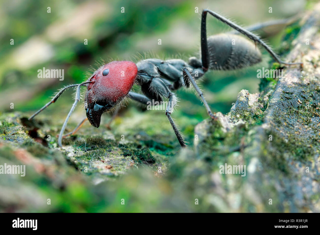 Camponotus malaysia hi-res stock photography and images - Alamy