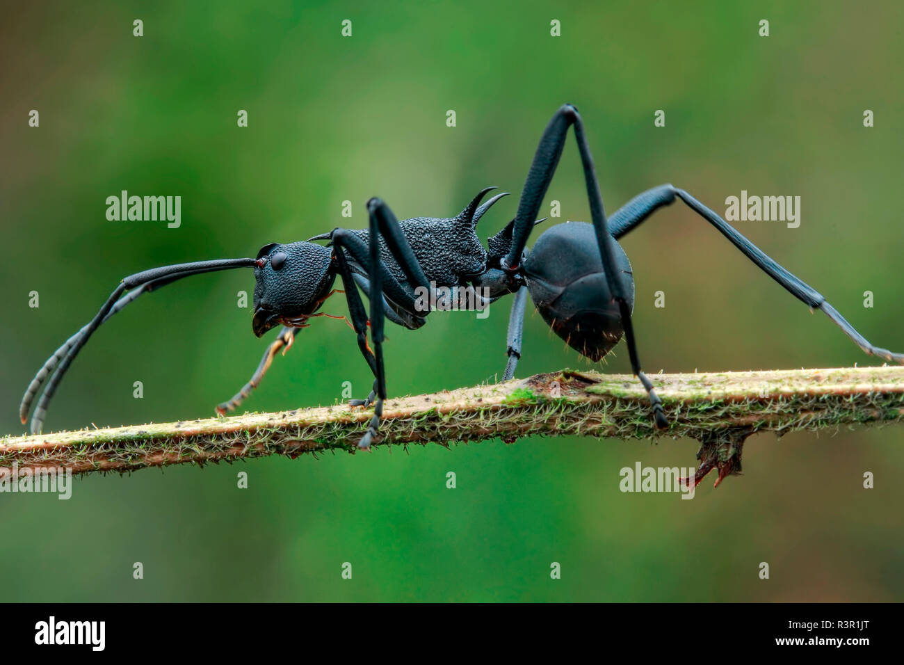Black spiny ant (Polyrhachis sp.) on a small branch Stock Photo - Alamy