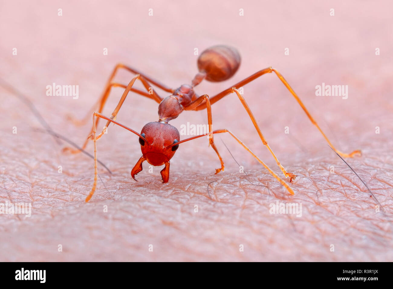 Red Ant Bite