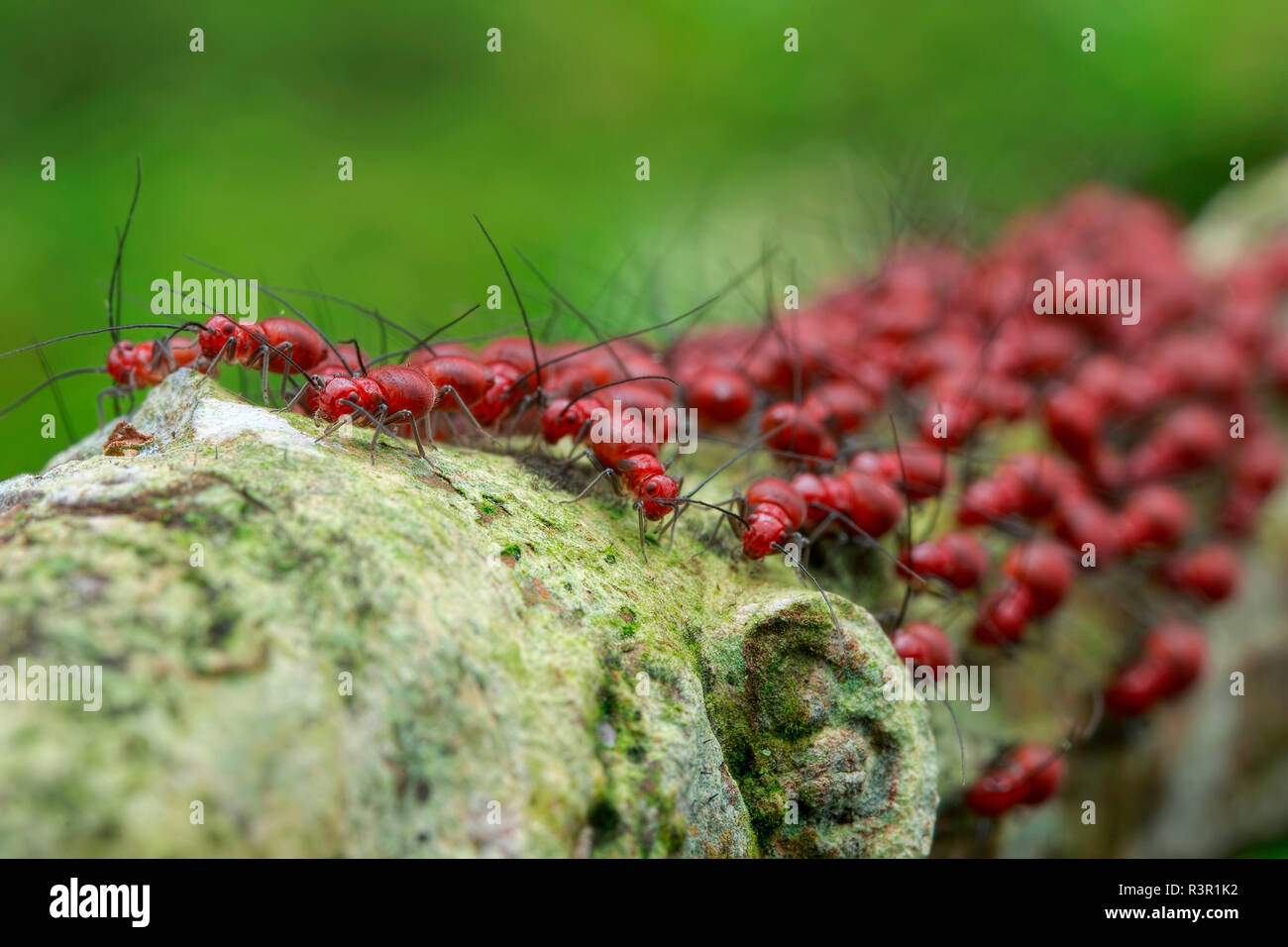 Psocidae High Resolution Stock Photography and Images - Alamy