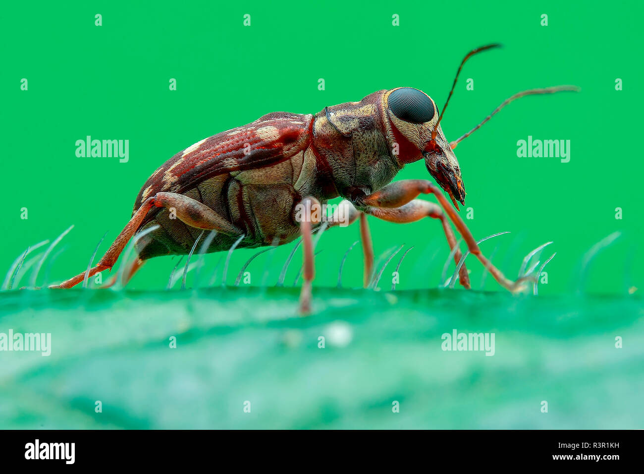 Low angle profile shot of a fungus weevil (Anthribidae sp Stock Photo ...