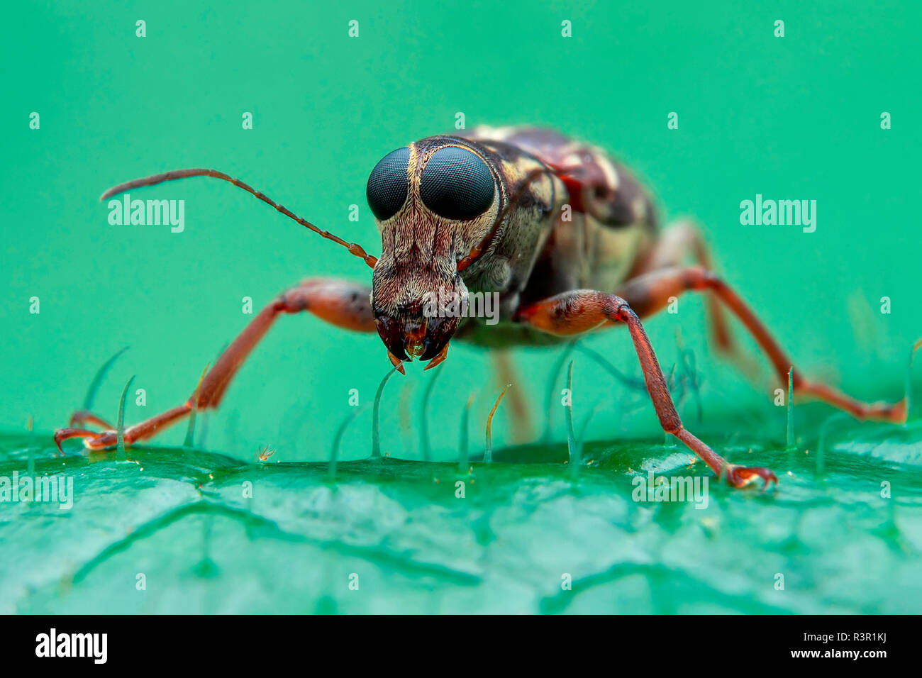 Curculionoidea hi-res stock photography and images - Alamy