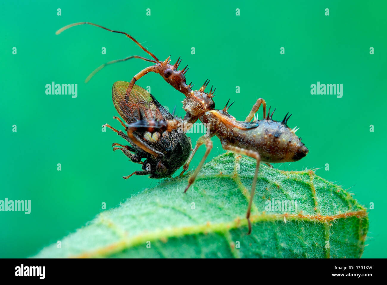 Reduviidae hi-res stock photography and images - Alamy