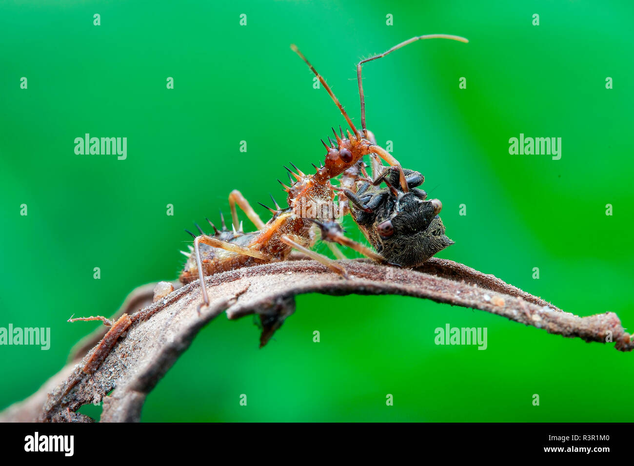 An assassin bug (Reduviidae) with prey, a horned treehopper ...