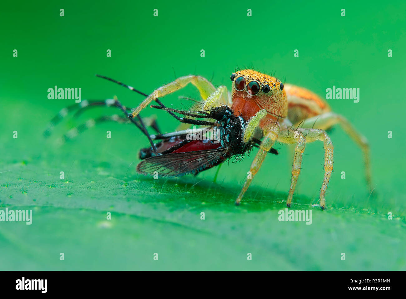 Jumping spider (Cosmophasis lami) prey on aedes mosquito Stock Photo ...