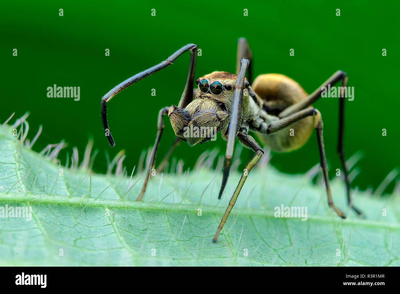 Ant Mimicking Spider Myrmarachne Sp High Resolution Stock Photography ...