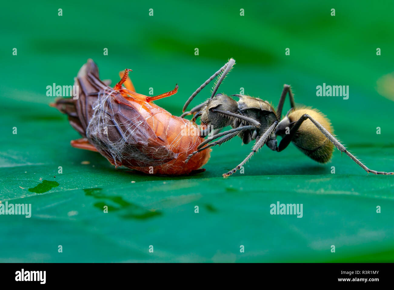Golden spiny ant (Polyrhachis sp.) scavanging prey left by spider Stock ...