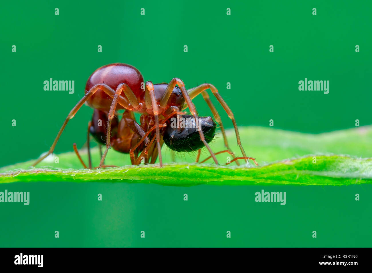 A ground ant-eater spider (Mallinella sp.) prey on yellow ant ...