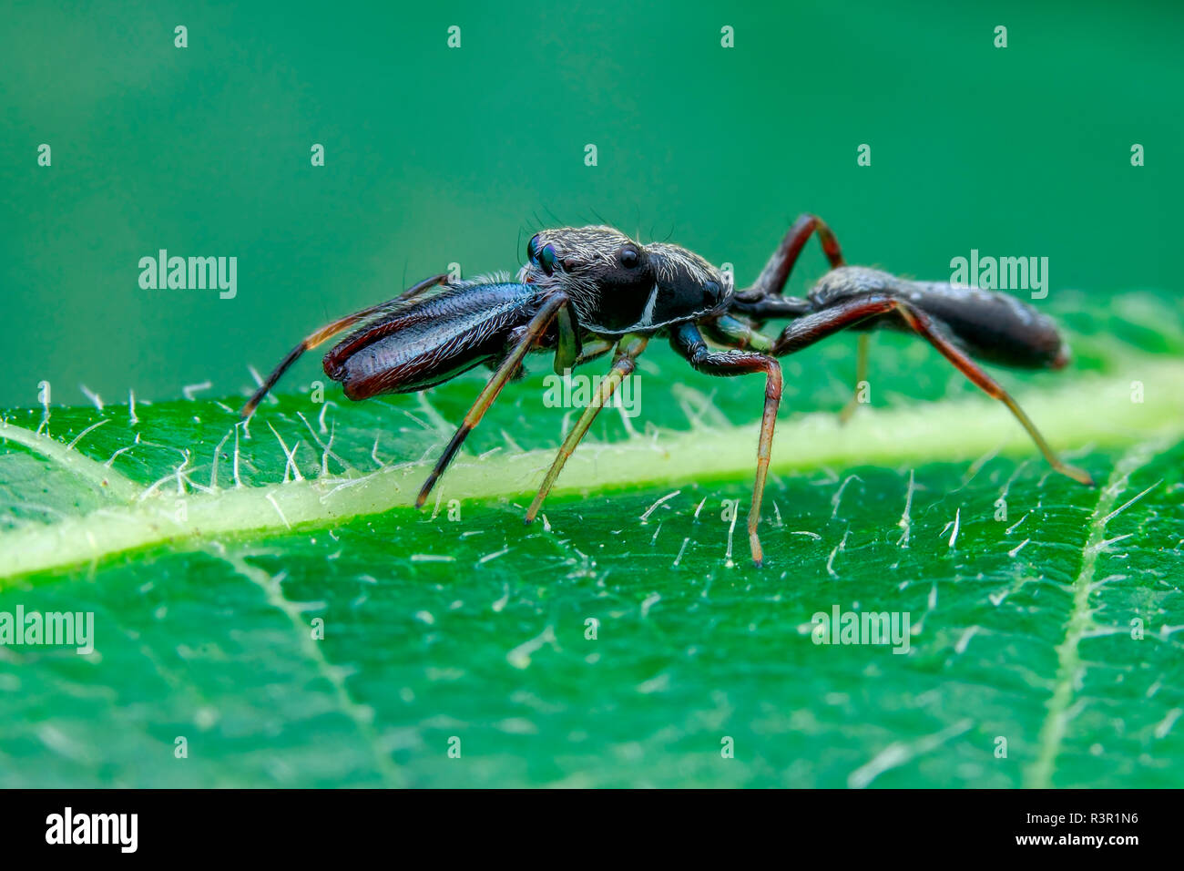 A male ant mimic jumping spider (Myrmarachne cornuta) on green leaf ...