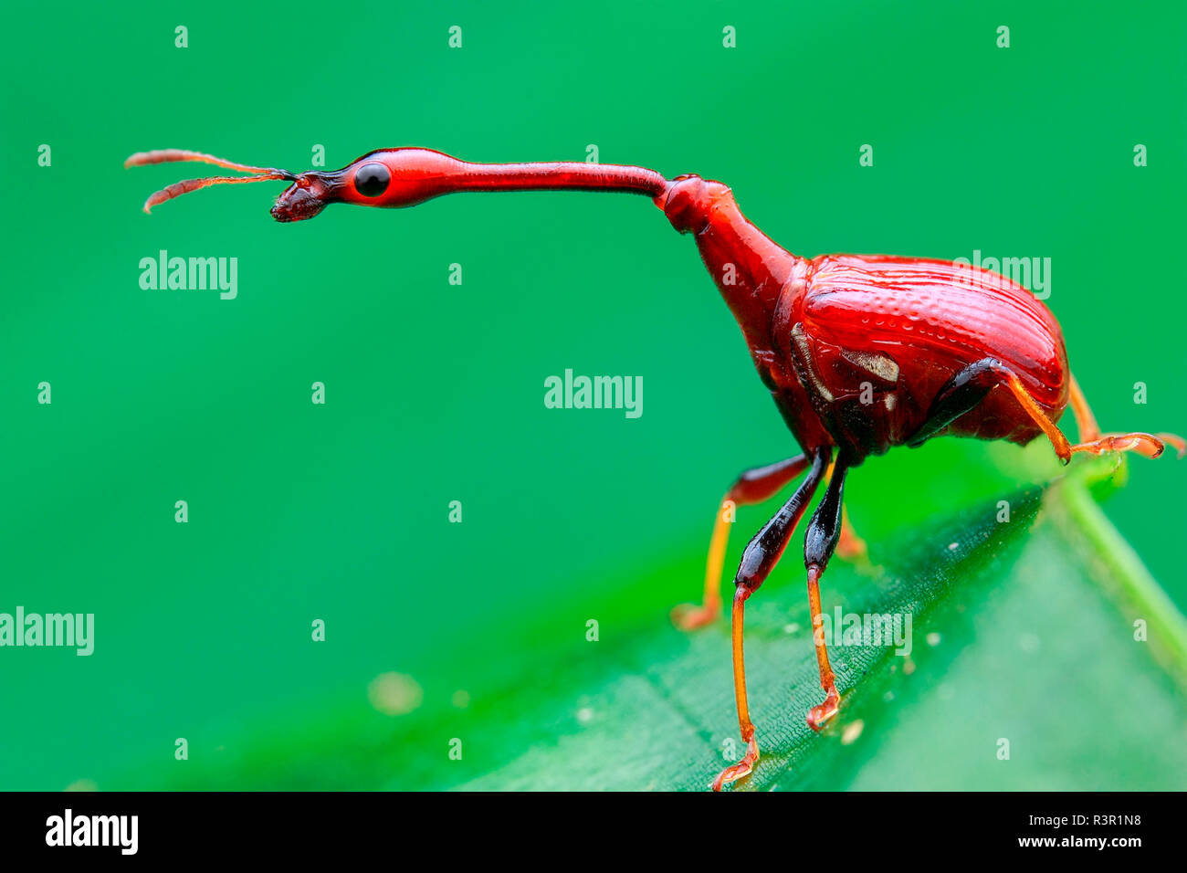 Male giraffe weevil or leaf rolling weevil (Trachelophorus sp.) with ...