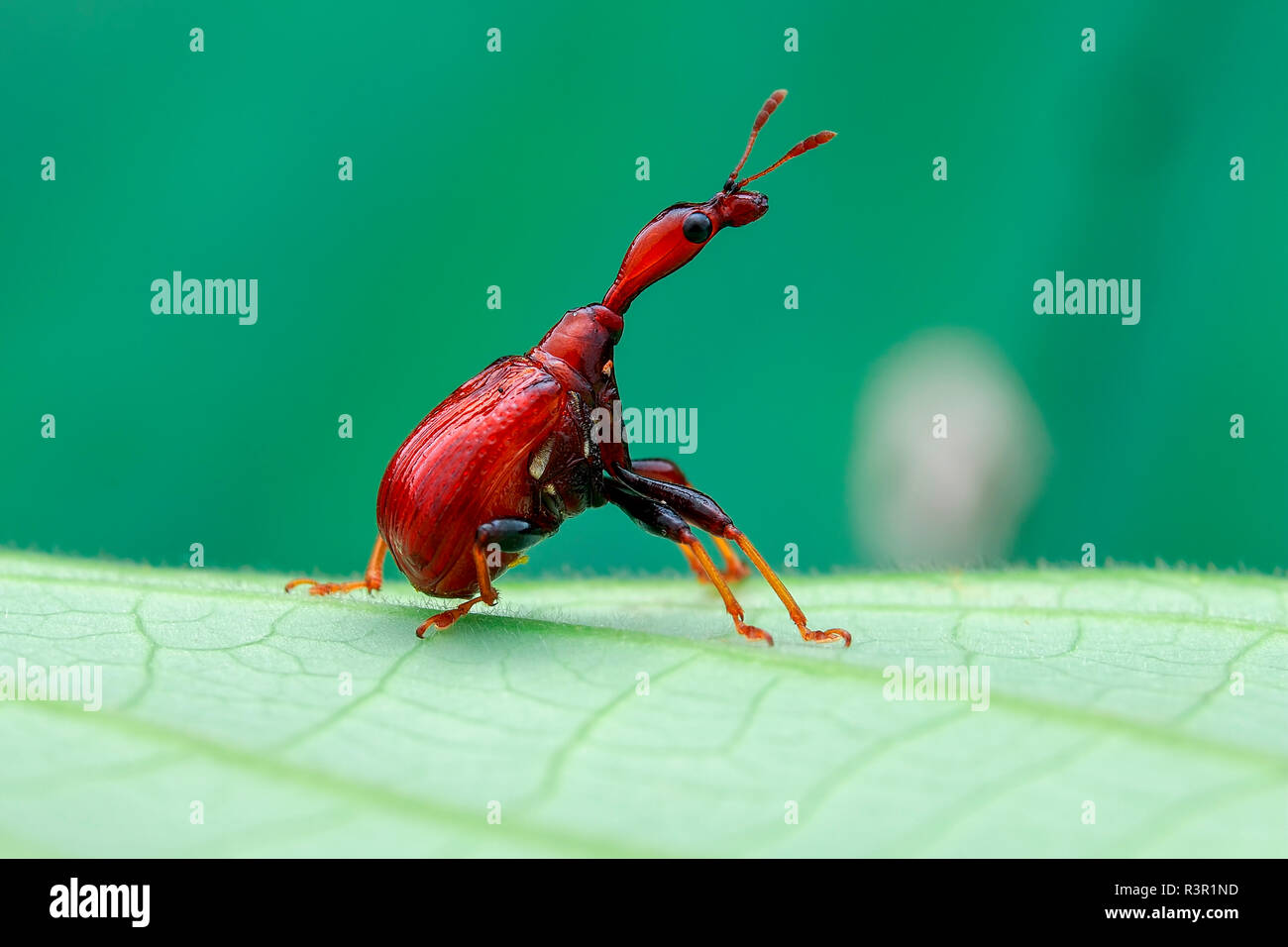 Giraffe necked weevil trachelophorus sp hi-res stock photography and ...