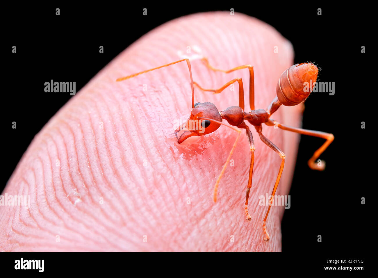 Biten by weaver ant (Oecophylla smaragdina Stock Photo - Alamy