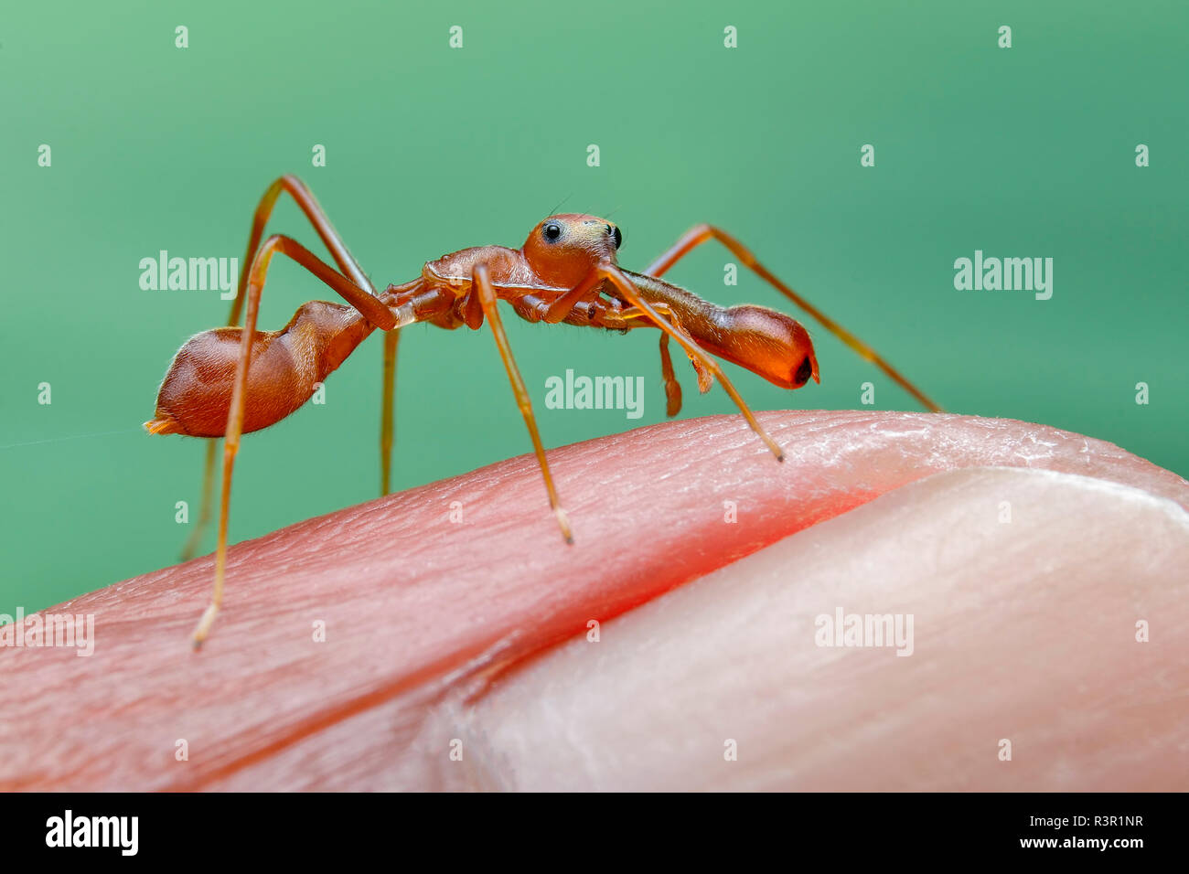 A male weaver ant mimicking jumping spider (Myrmarachne plataleoides ...