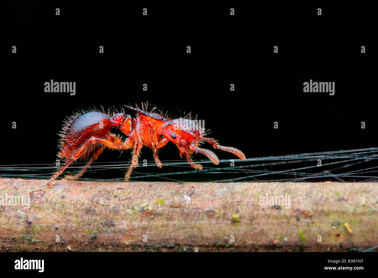 An ant (Meranoplus sp.) carefully crawling through sticky spider web ...