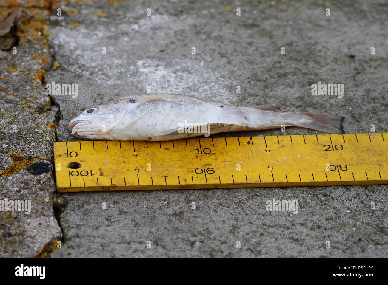 Measurement of the length of a Whiting (Merlangius merlangus) at ...