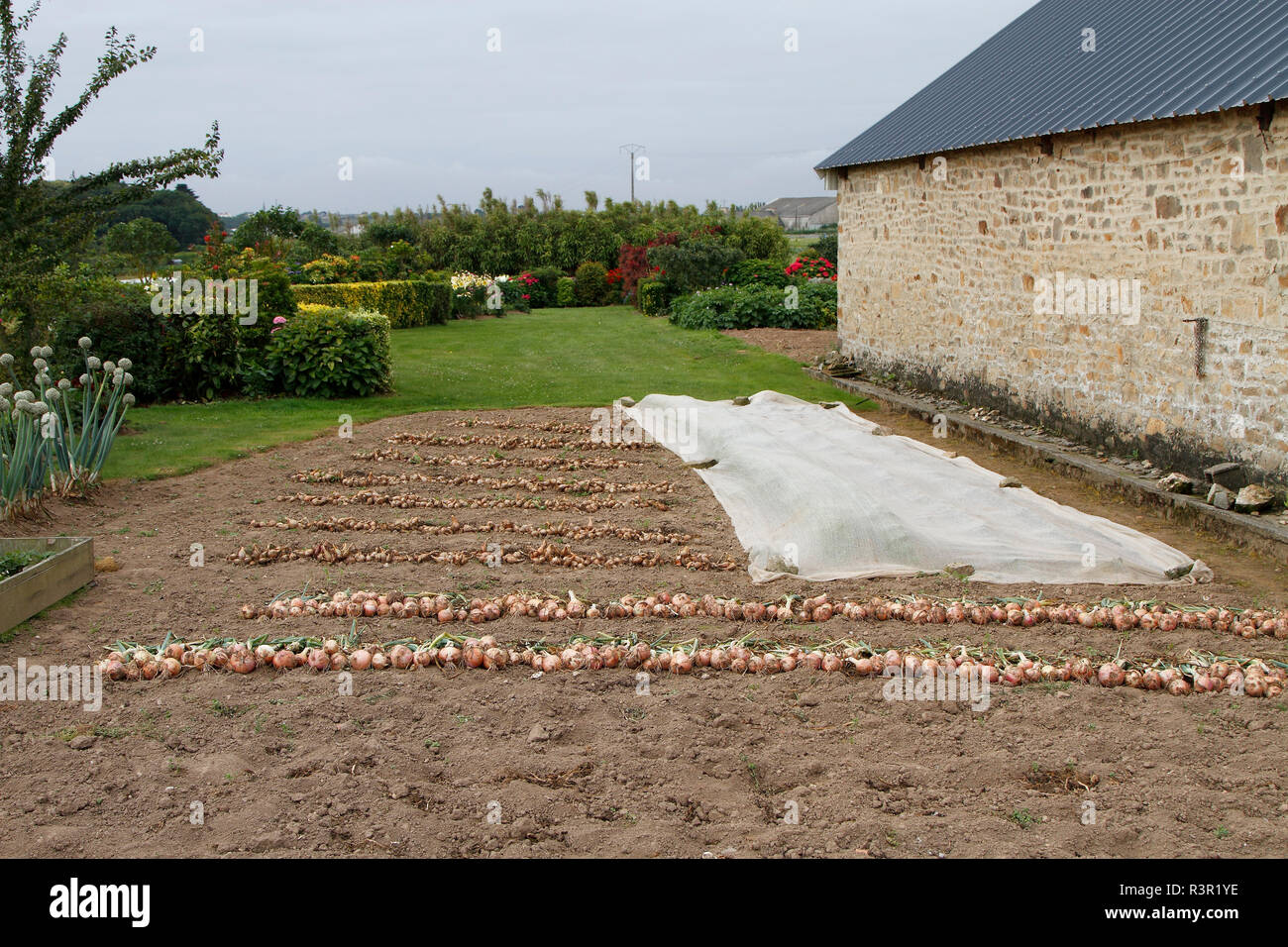 Onions recently harvested in Saint-Pol-de-Leon, Brittany, France Stock ...