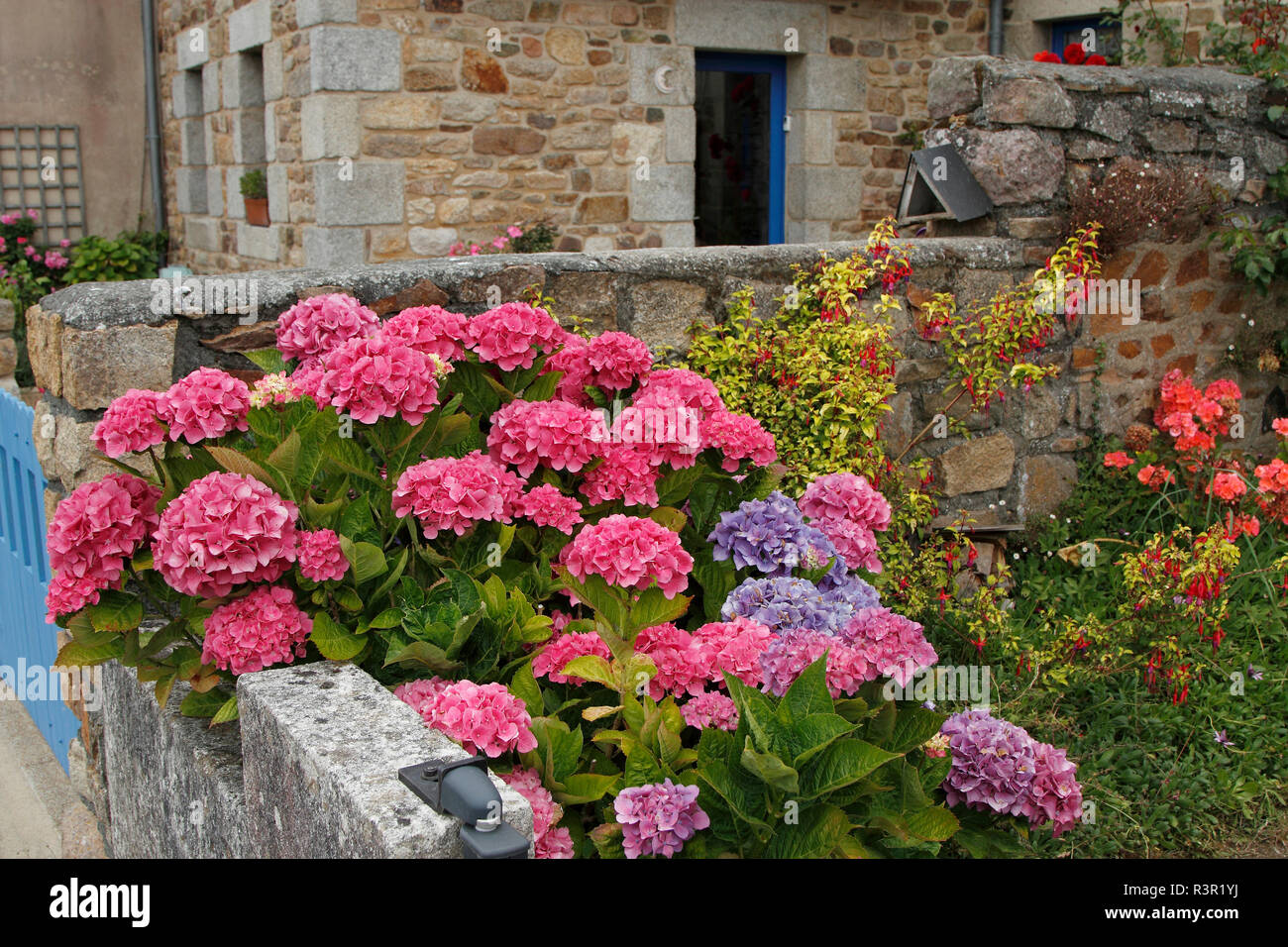 Hydrangea (Hydrangea macrophylla) in bloom in Loguivy-de-la-Mer ...