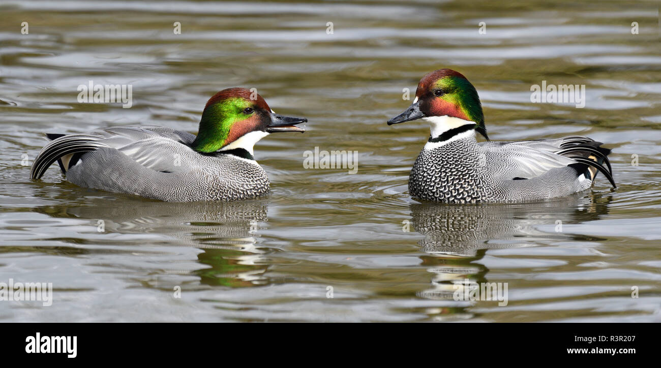 Falcated duck hi-res stock photography and images - Alamy