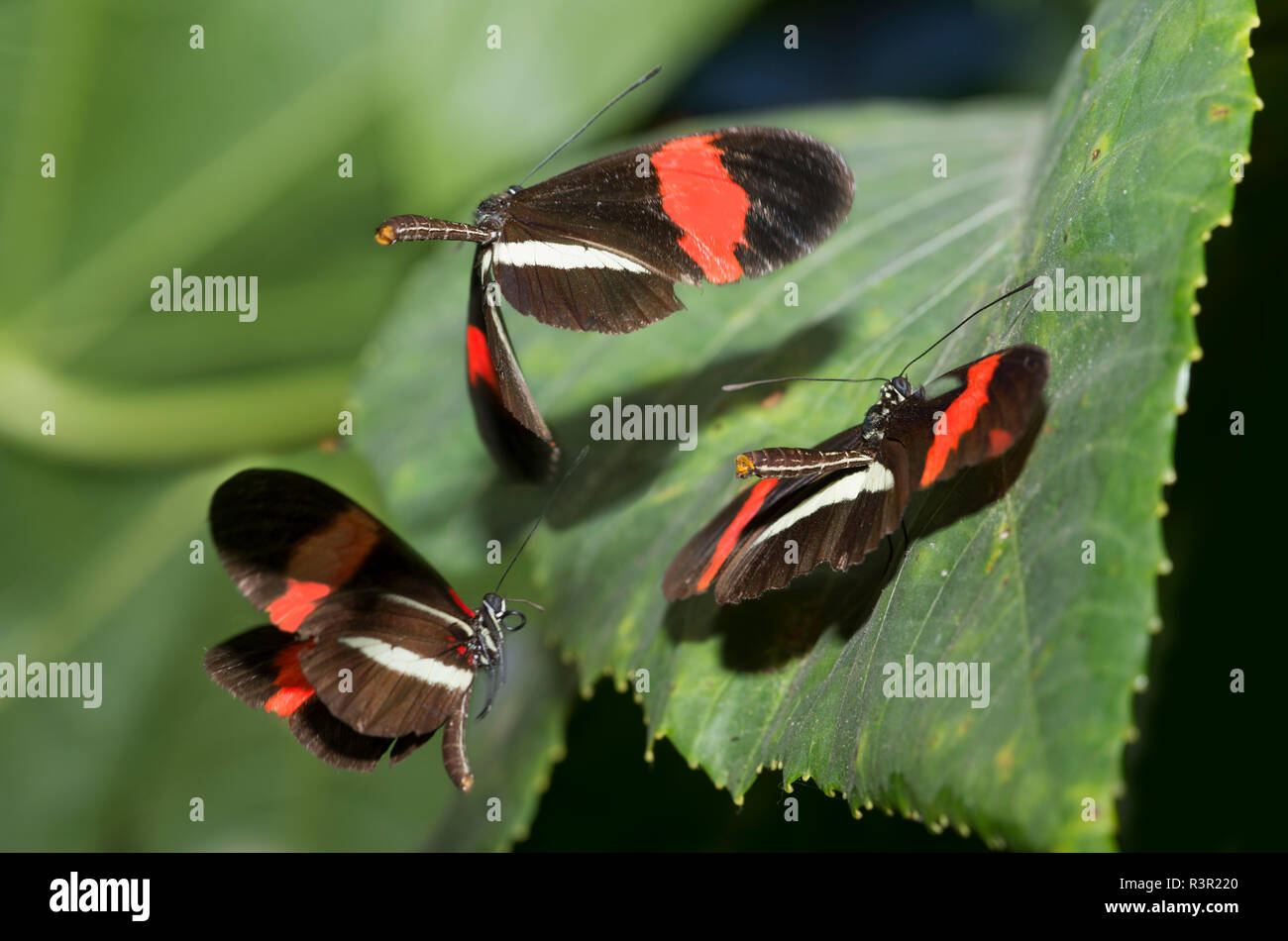 Heliconius Butterfly Heliconius Sp High Resolution Stock Photography ...