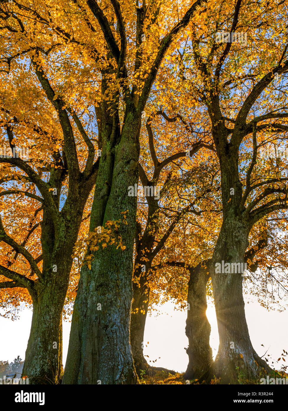 Linden tree (Tilia) with autumn colouring and solar reflex, Diessen ...