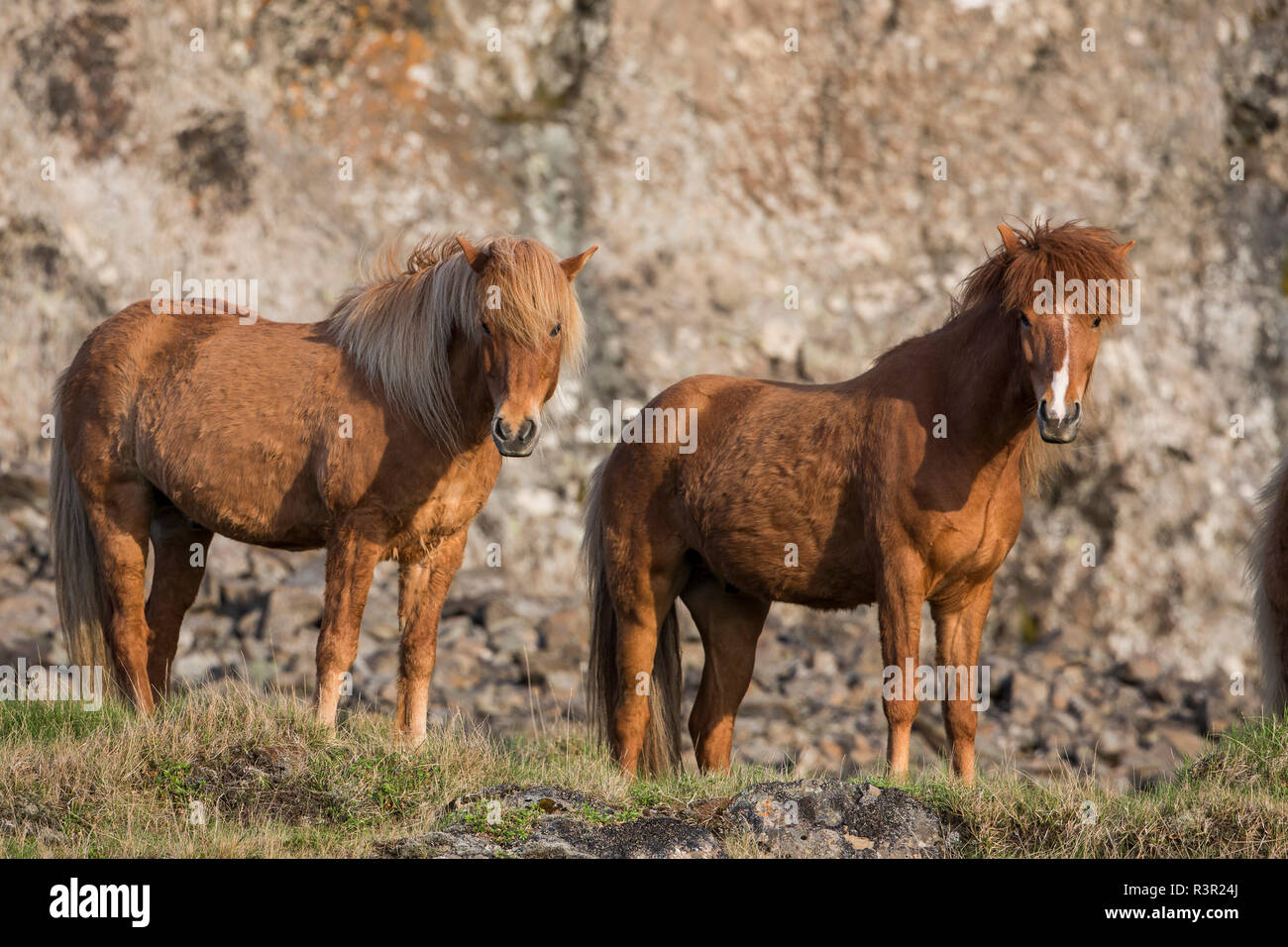 Iceland pony, Iceland Stock Photo - Alamy