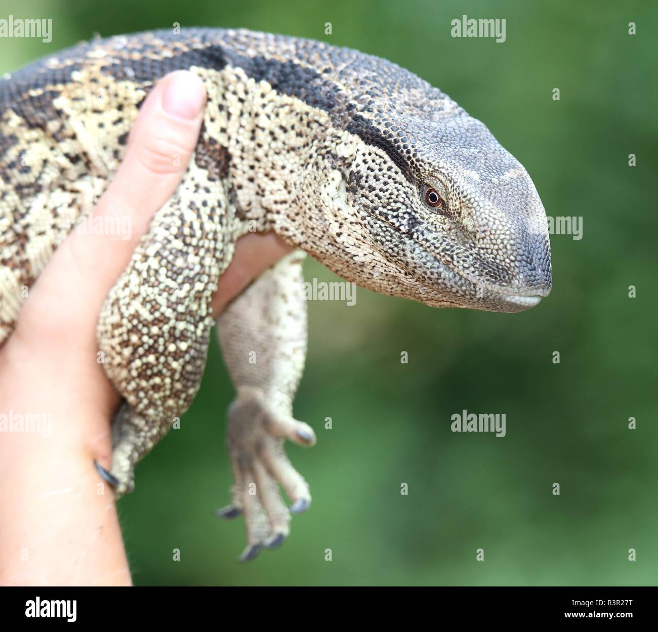 Brown scaly animal hi-res stock photography and images - Alamy