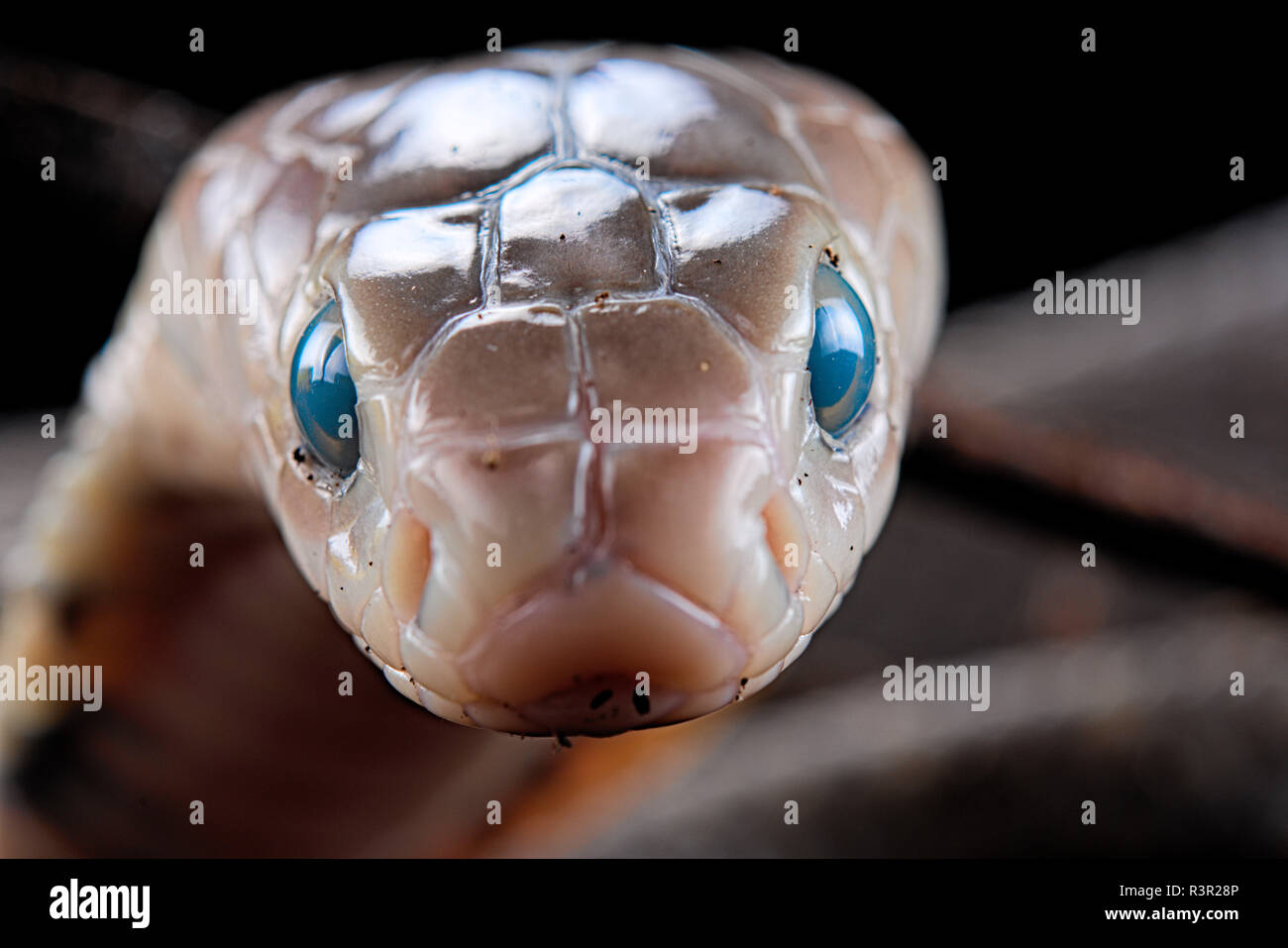 King Cobra Eyes