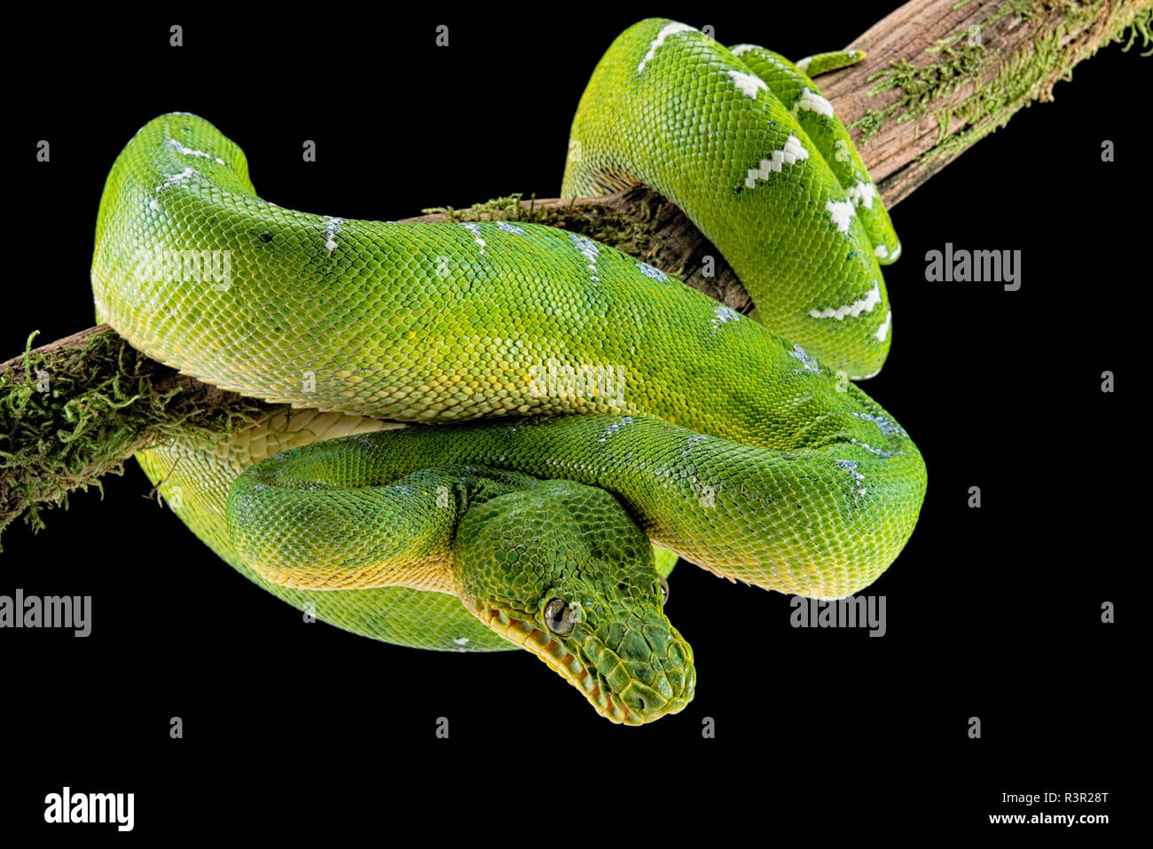 Emerald tree boa (Corallus caninus) around a branch Stock Photo - Alamy