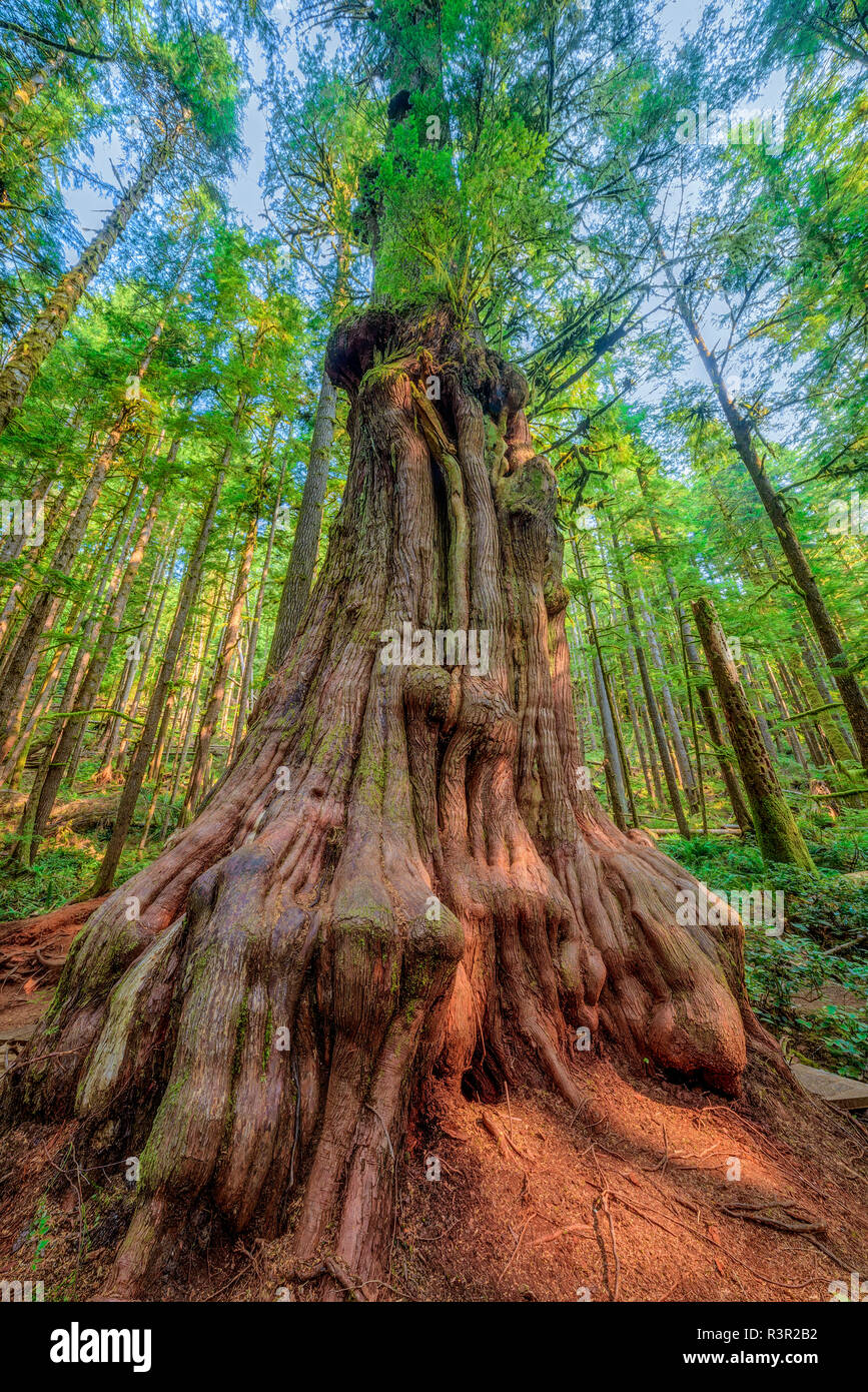 Pacific red cedar (Thuya plicata) in the rainforest of Vancouver Island ...