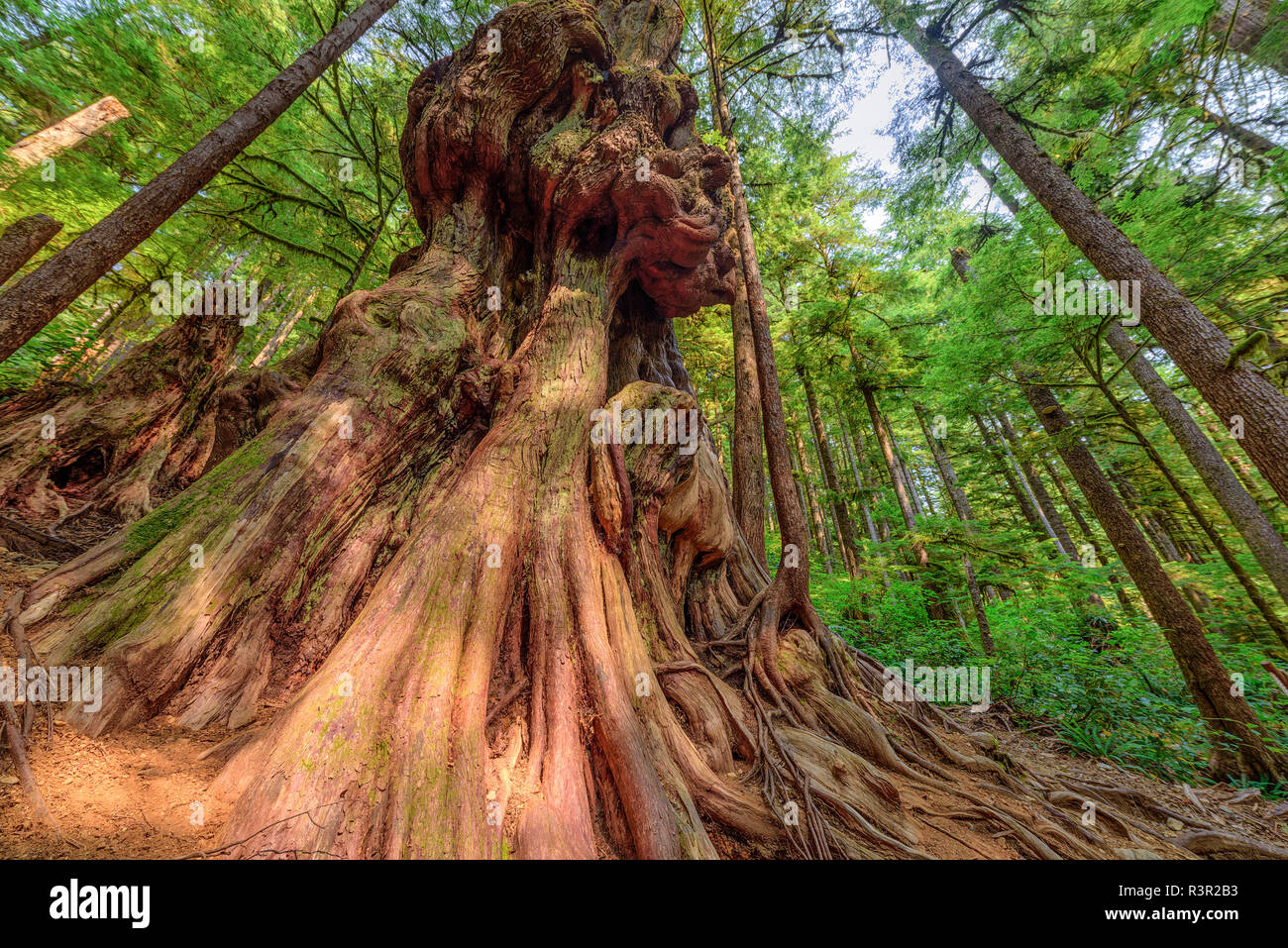 Pacific red cedar (Thuya plicata) in the rainforest of Vancouver Island ...
