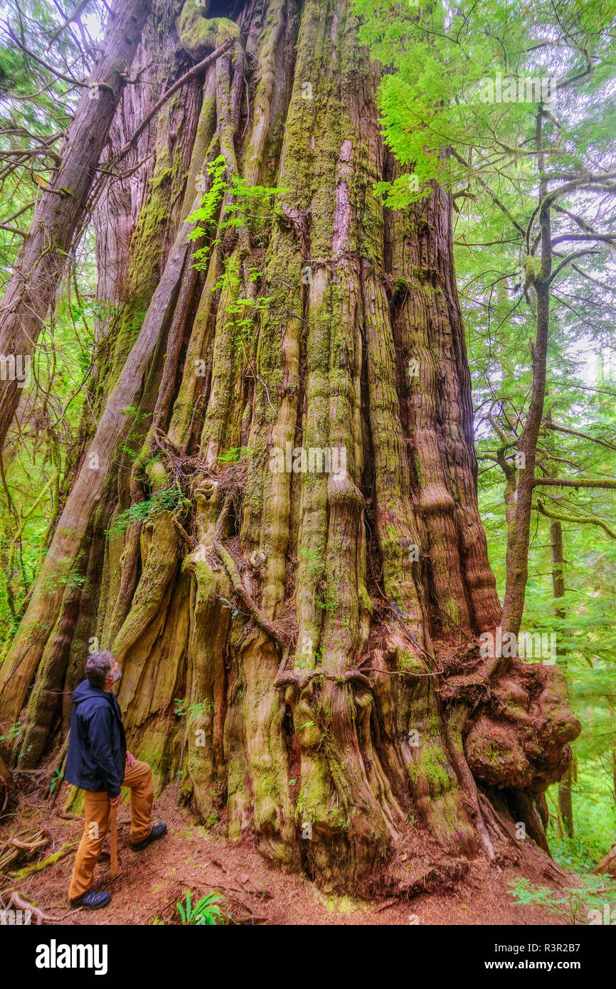 Pacific red cedar (Thuya plicata) in the rainforest of Vancouver Island ...