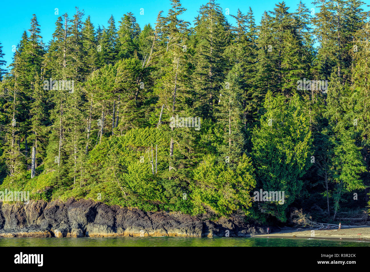 Giant conifers on the Pacific coast. Western Hemlock, Western Red Cedar ...