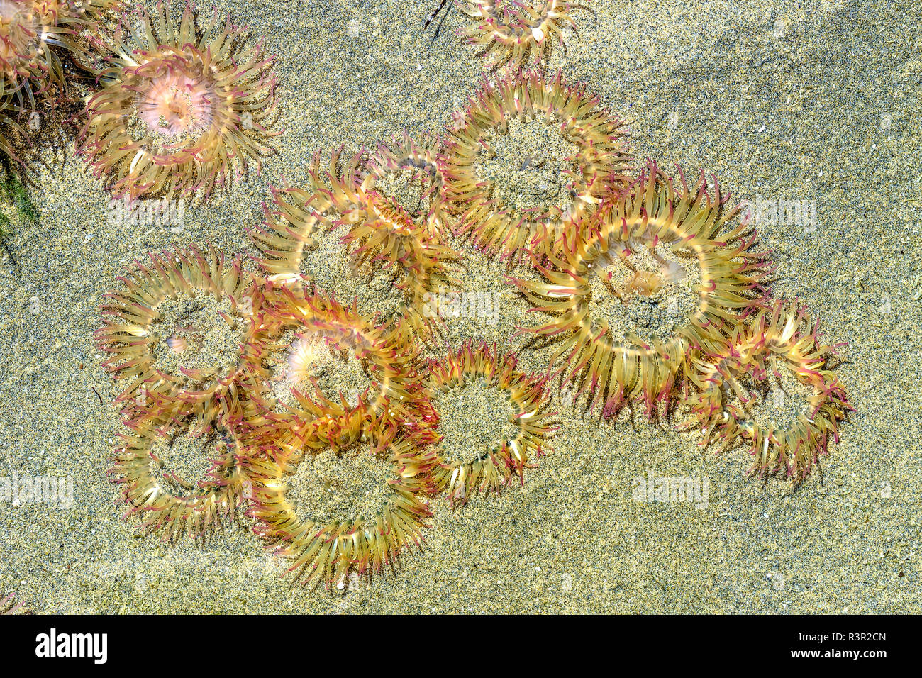 Moonglow Anemone Anthopleura Artemisia High Resolution Stock ...