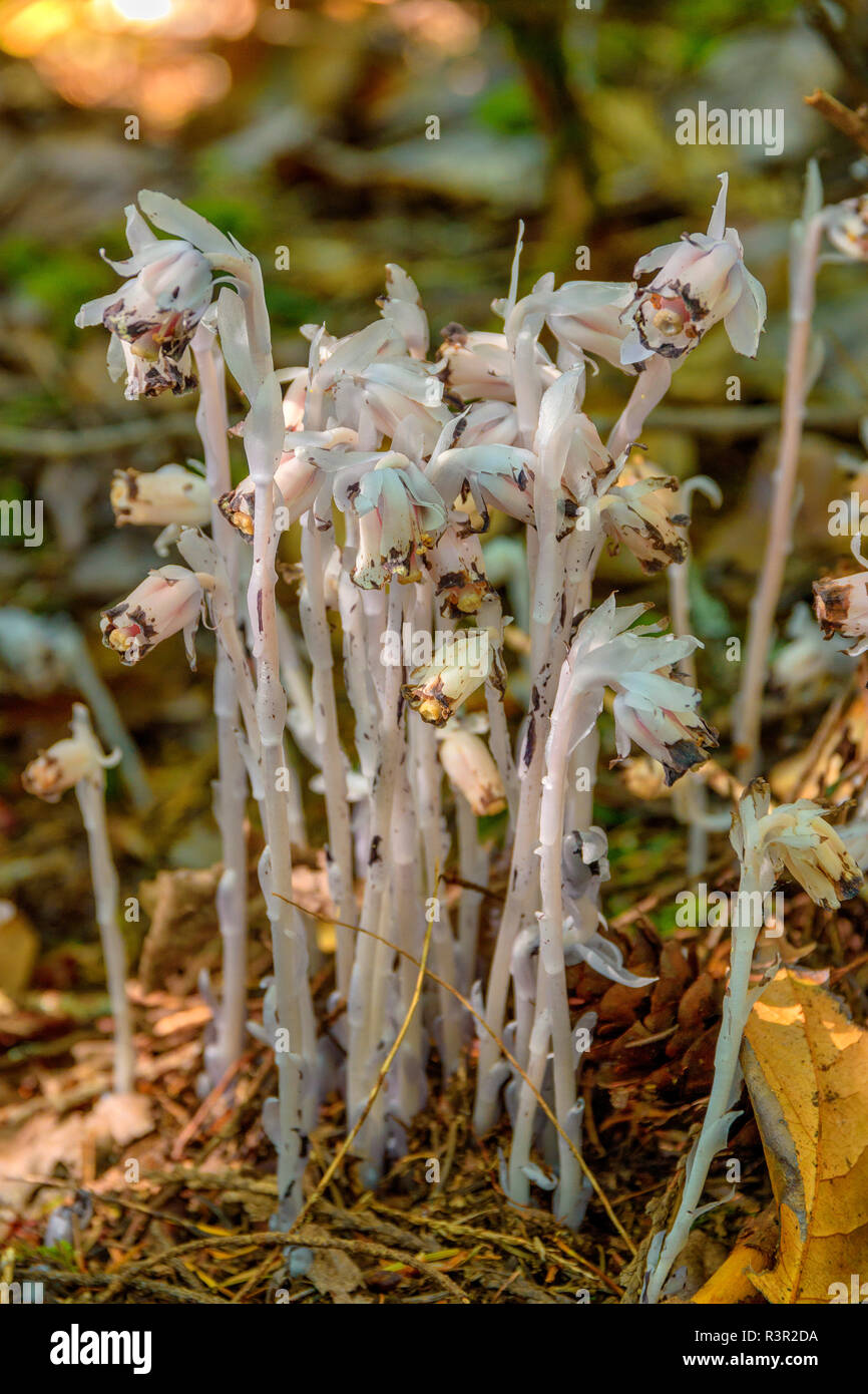 Ghost Plant, Indian Pipe (Monotropa uniflora), Vancouver Island, British Columbia, Canada Stock ...
