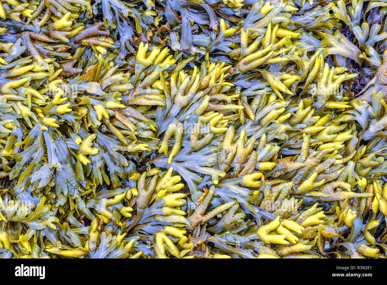 Rock wrack rock rocky hi-res stock photography and images - Alamy